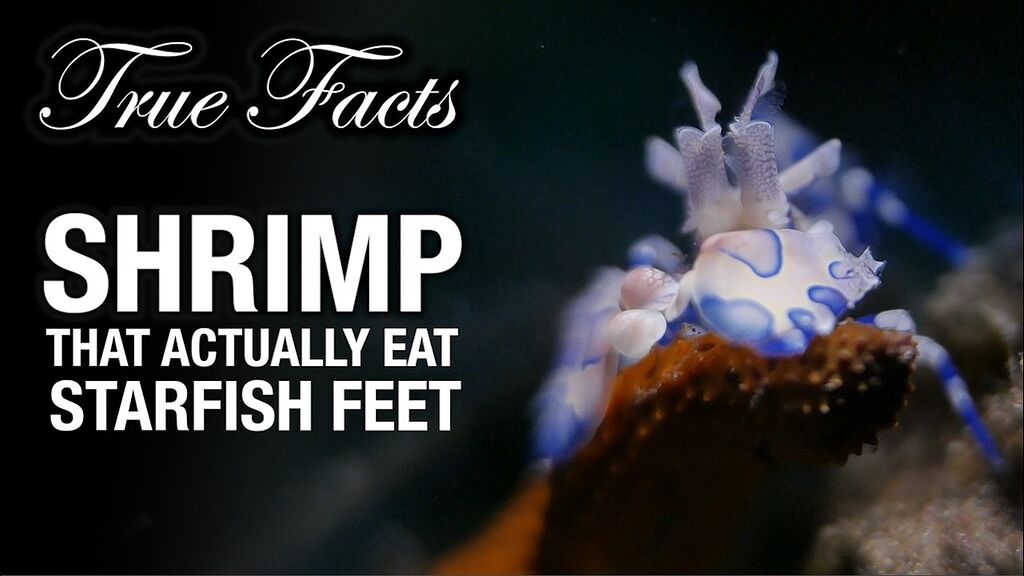True Facts: The Remarkable Adaptations of Shrimp - World - TEOTI